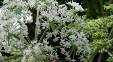 L'angélique - Blog Culinaire Edouard Loubet